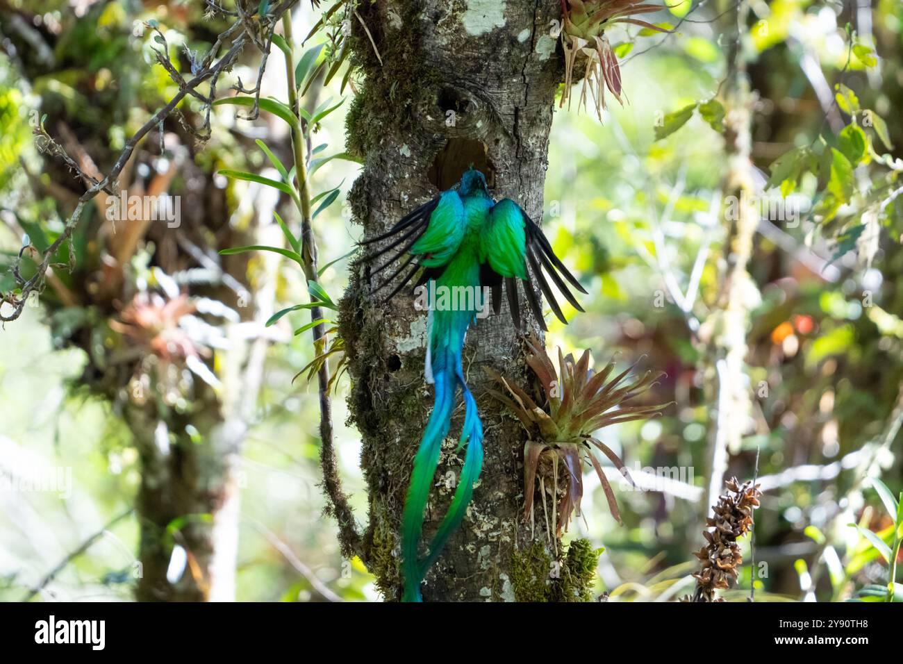 Largest trogon hi-res stock photography and images - Alamy