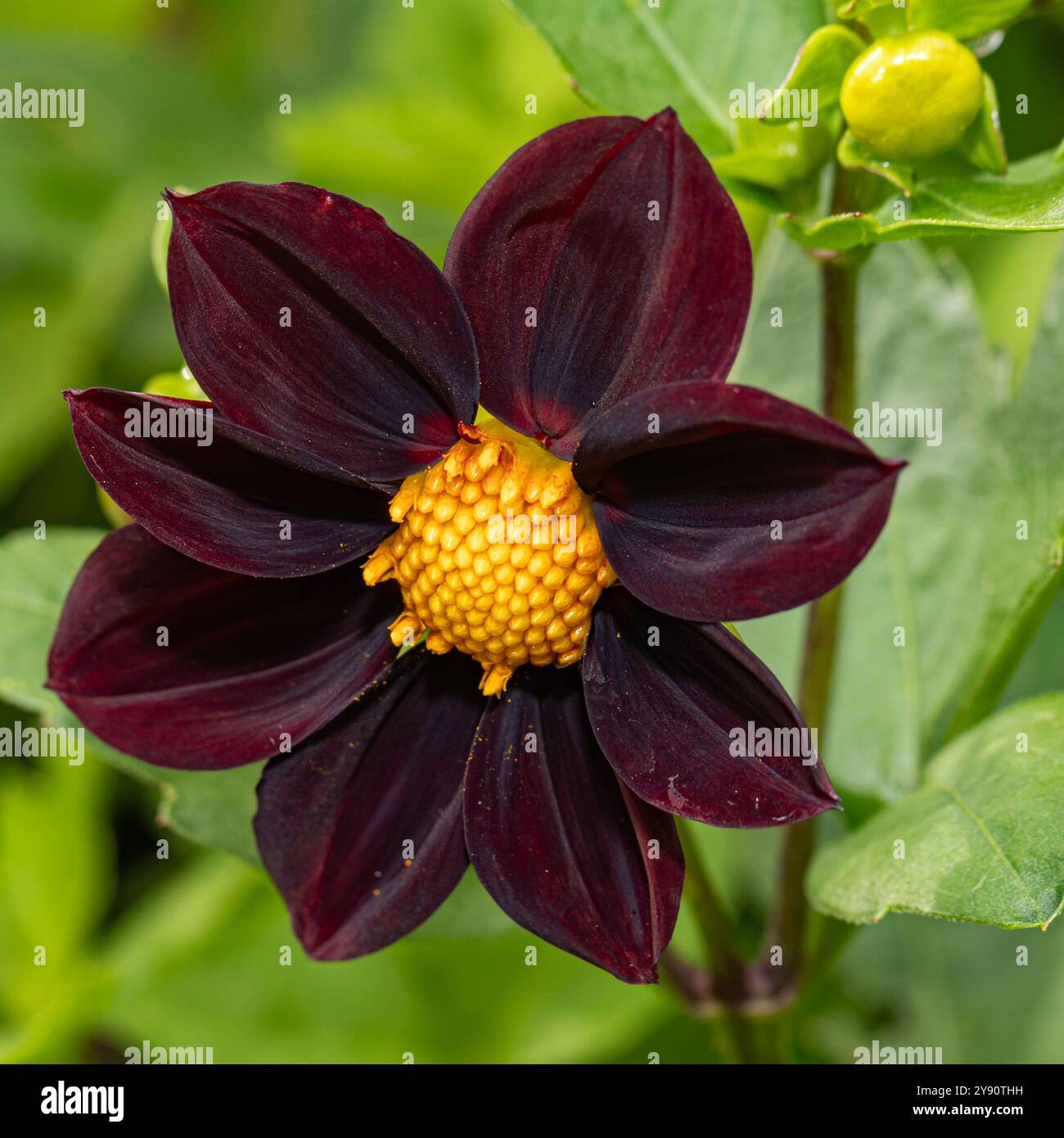 Radiant core hi-res stock photography and images - Alamy