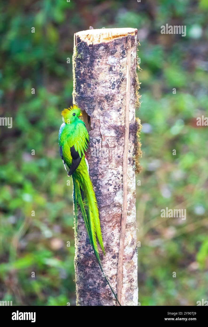 Resplendent quetzal pharomachrus mocinno bird hi-res stock photography ...