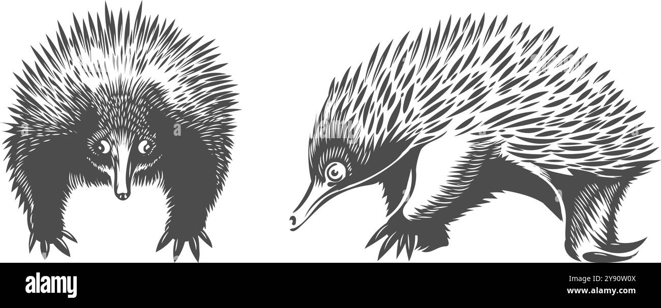 Hand drawn echidna animal. Australian echidna front and side view ...