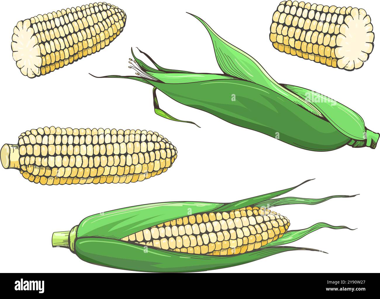 Colored corn plant sketch. Sweet corns cobs set isolated vector ...