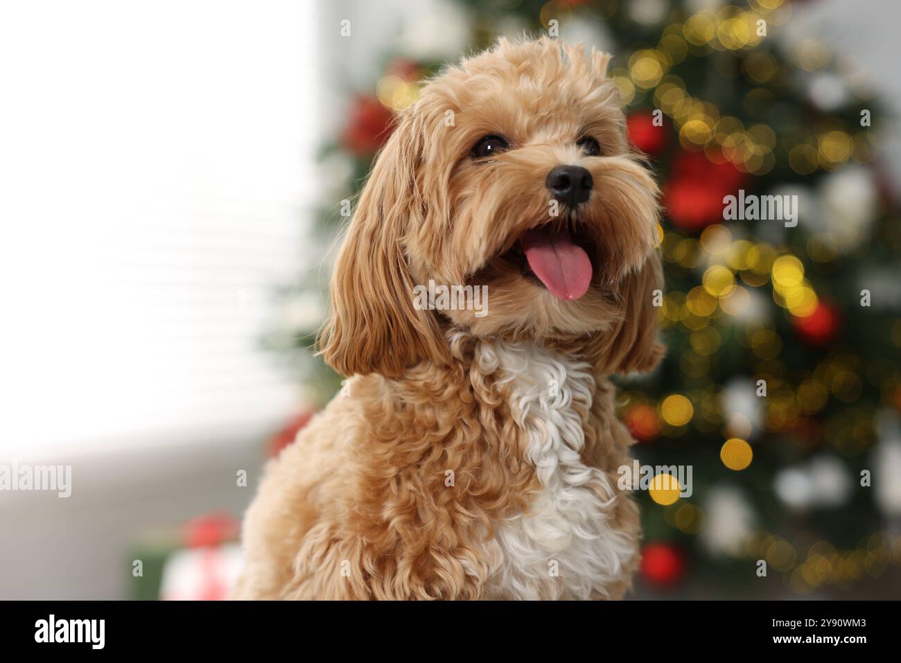 Cute Maltipoo dog in room decorated for Christmas Stock Photo - Alamy