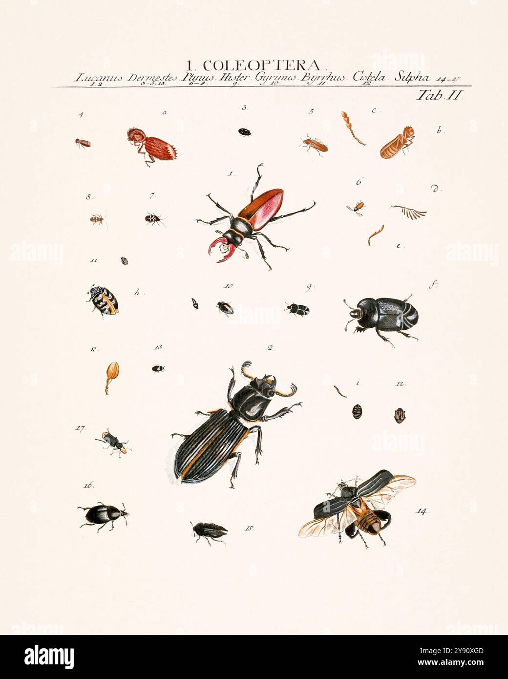 Vintage insect illustration. An entomological drawing from an old book ...