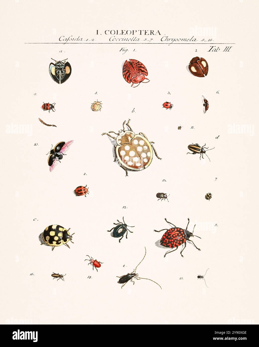 Vintage insect illustration. An entomological drawing from an old book ...