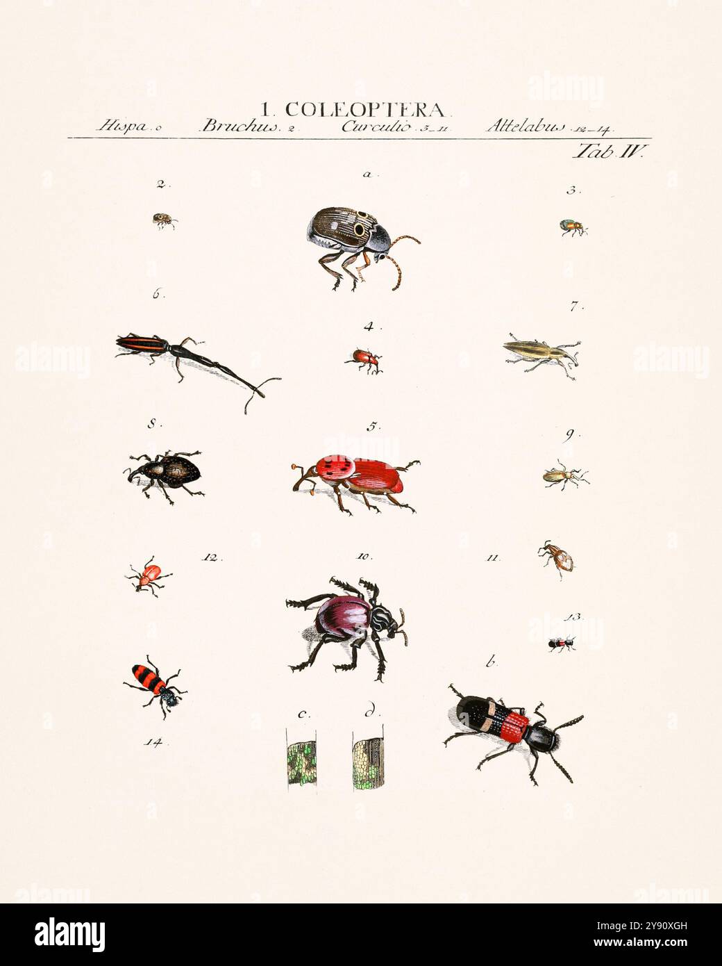 Vintage insect illustration. An entomological drawing from an old book ...