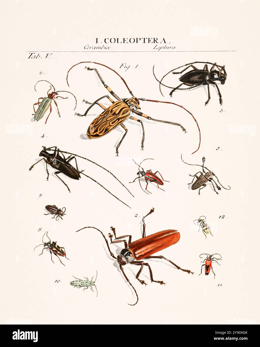 Vintage insect illustration. An entomological drawing from an old book ...
