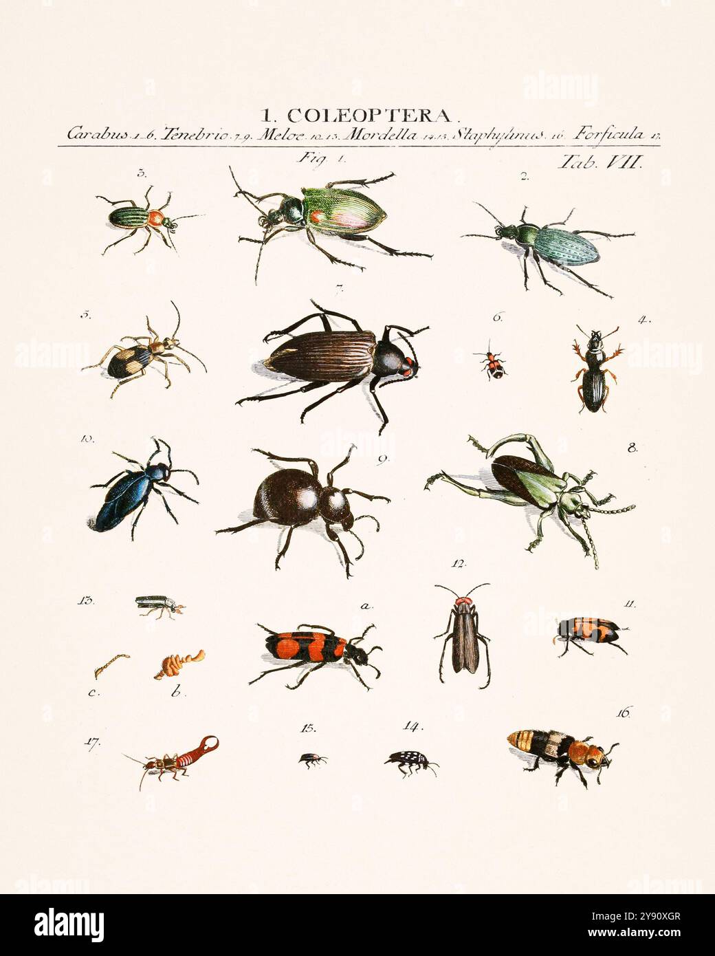 Vintage insect illustration. An entomological drawing from an old book ...