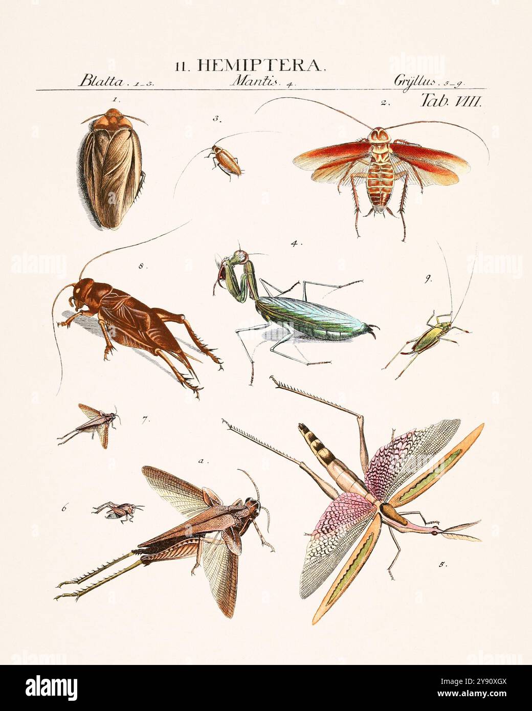 Vintage insect illustration. An entomological drawing from an old book ...