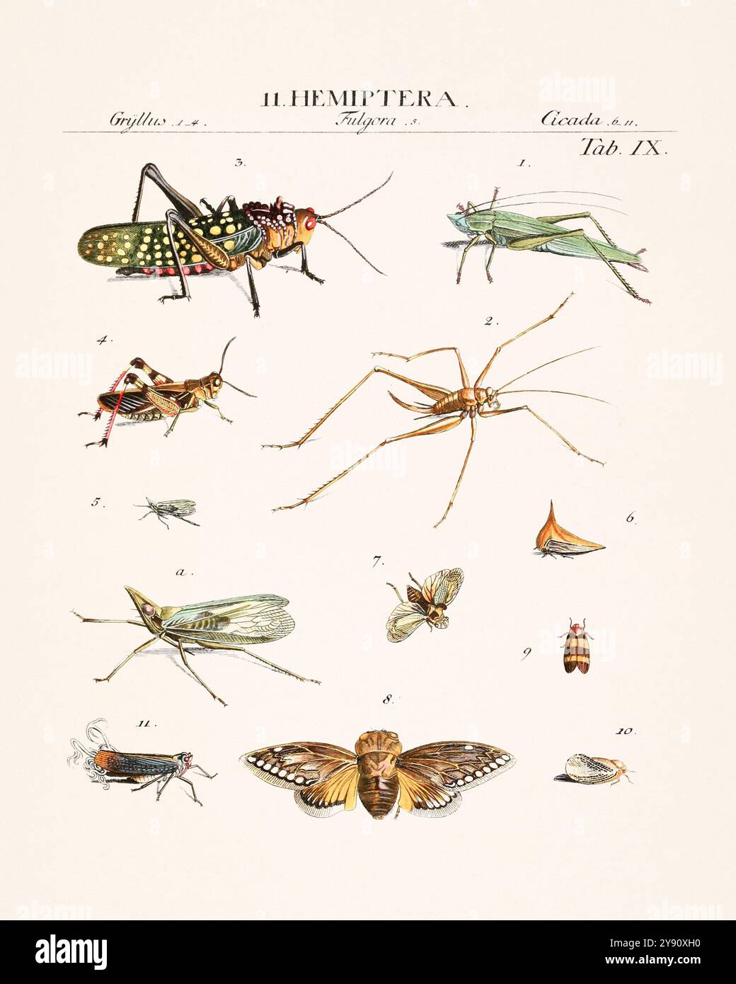 Vintage insect illustration. An entomological drawing from an old book ...