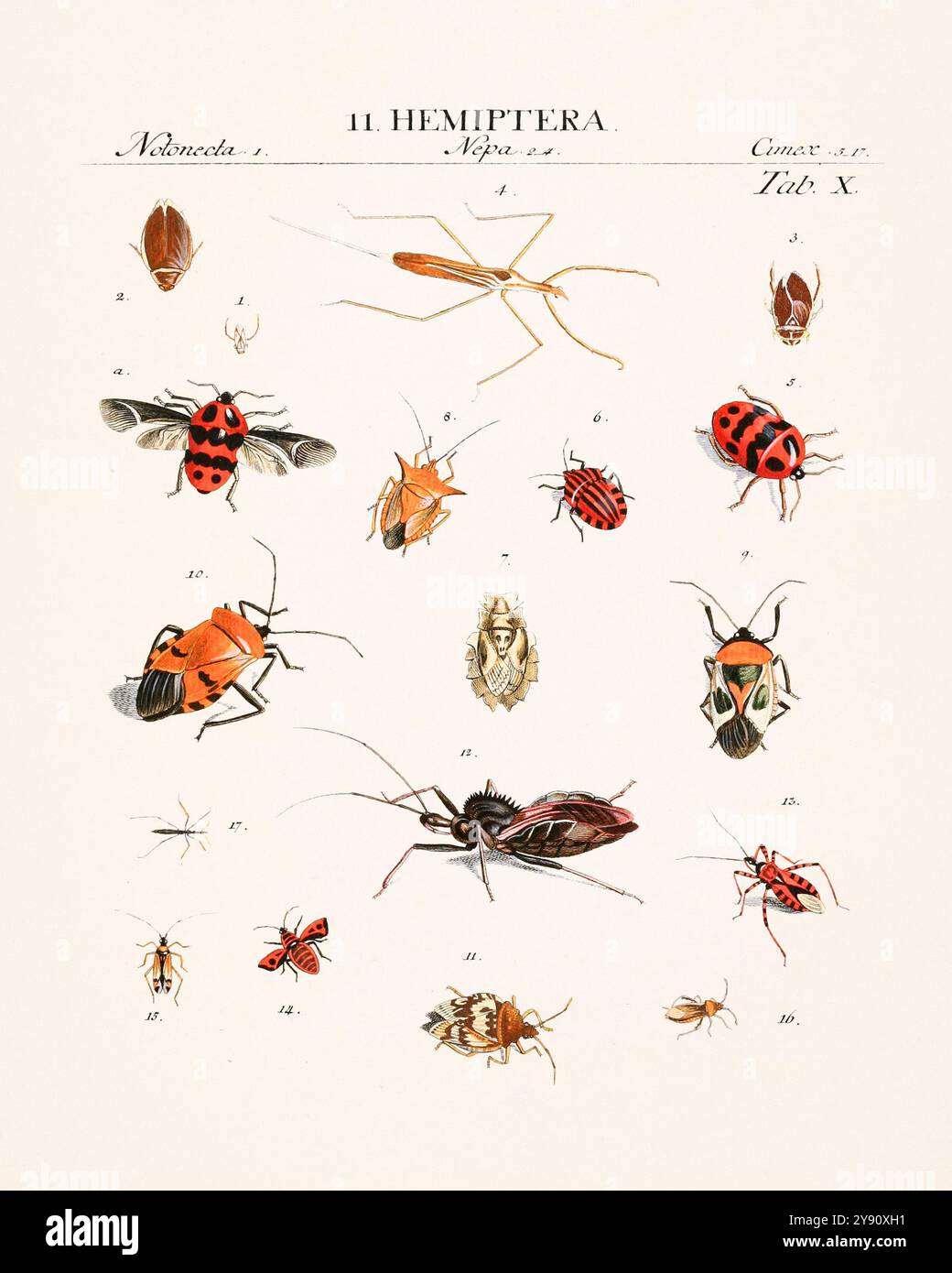 Vintage insect illustration. An entomological drawing from an old book ...