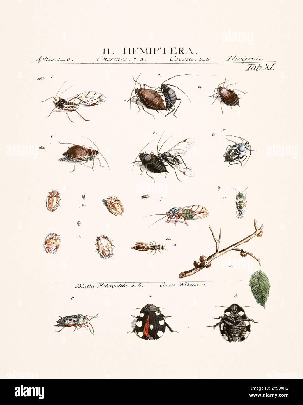 Vintage insect illustration. An entomological drawing from an old book ...