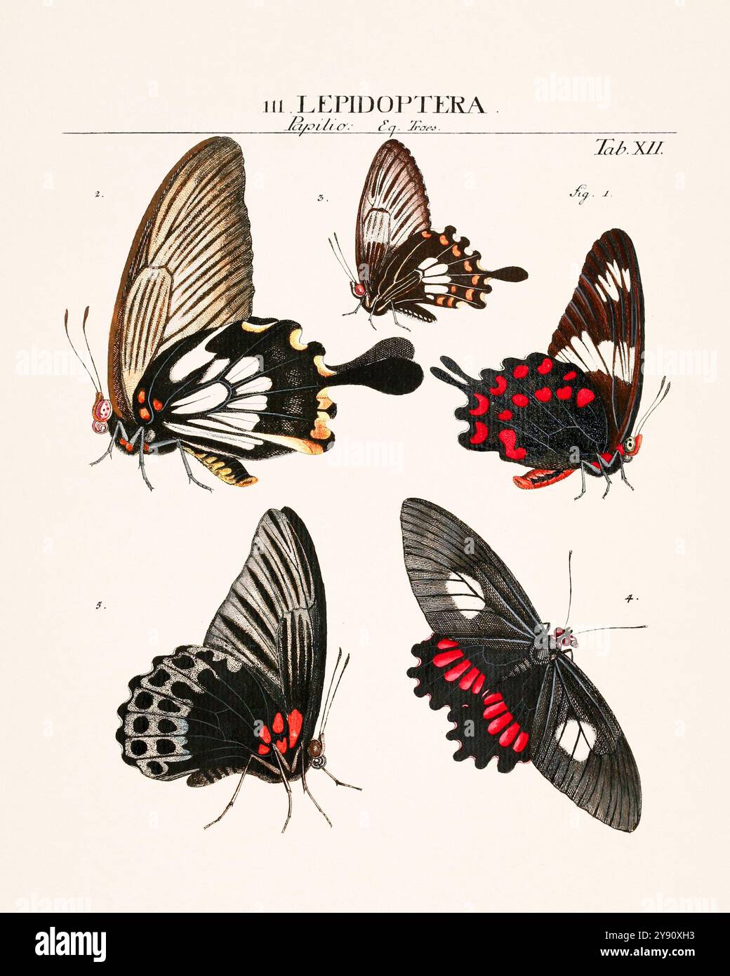 Vintage insect illustration. An entomological drawing from an old book ...