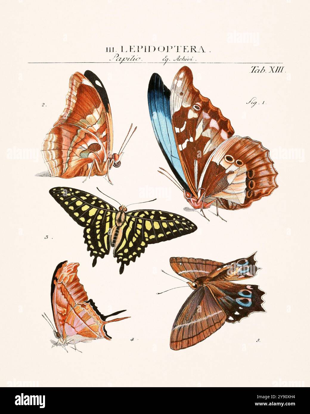 Vintage insect illustration. An entomological drawing from an old book ...