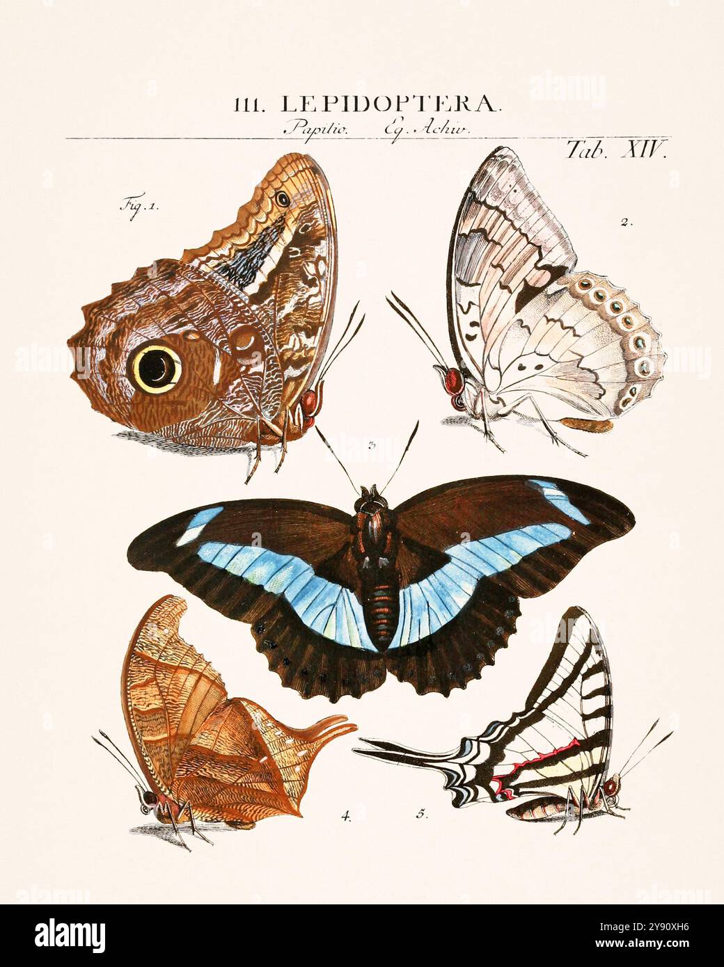 Vintage insect illustration. An entomological drawing from an old book ...