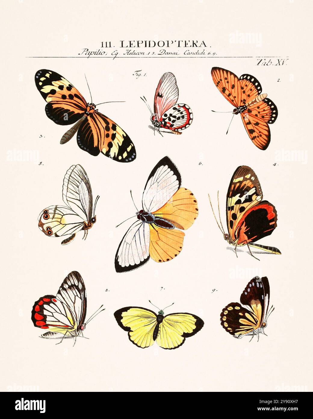 Vintage insect illustration. An entomological drawing from an old book ...