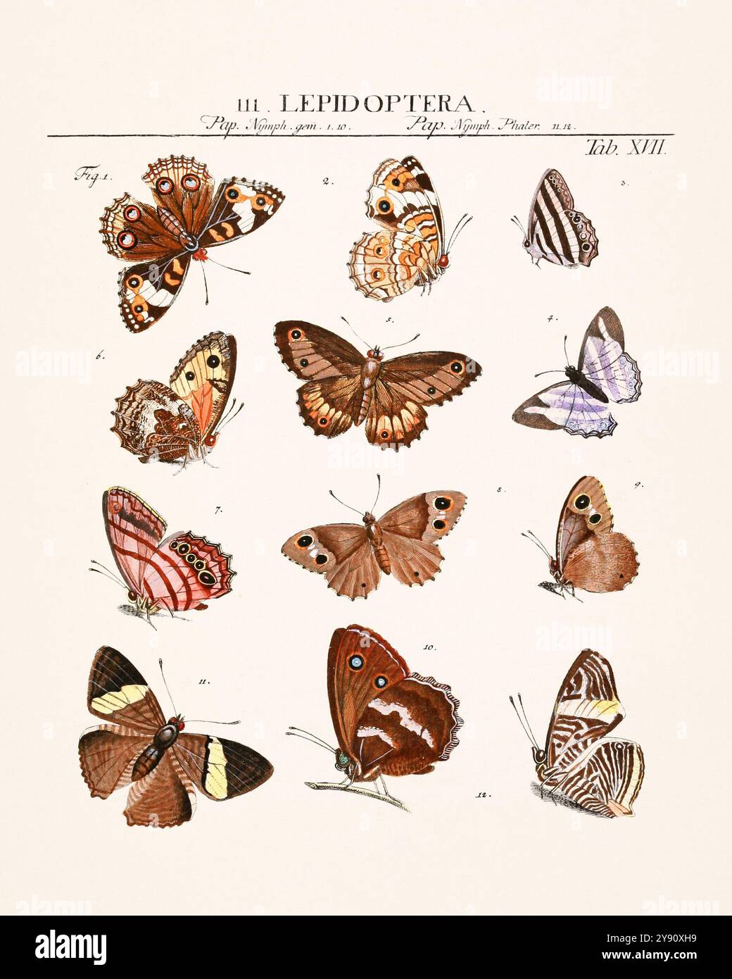 Vintage insect illustration. An entomological drawing from an old book ...