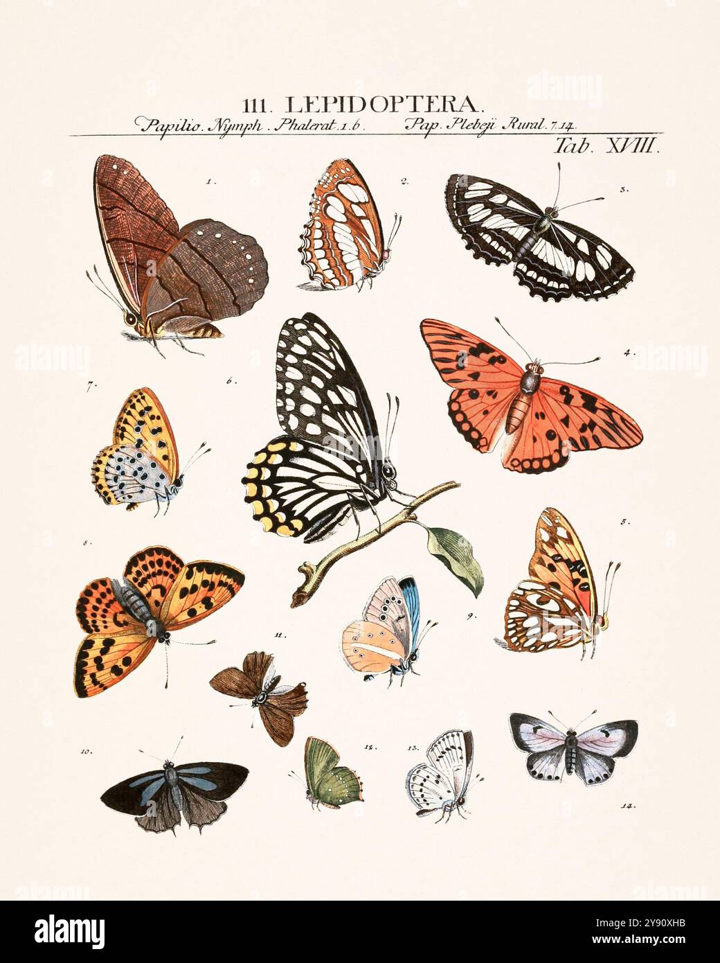 Vintage insect illustration. An entomological drawing from an old book ...