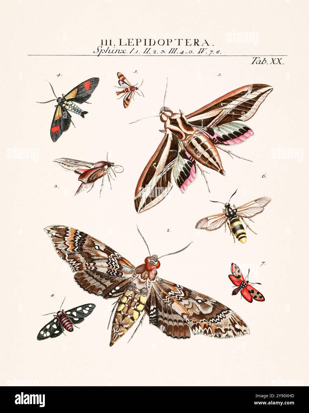 Vintage insect illustration. An entomological drawing from an old book ...