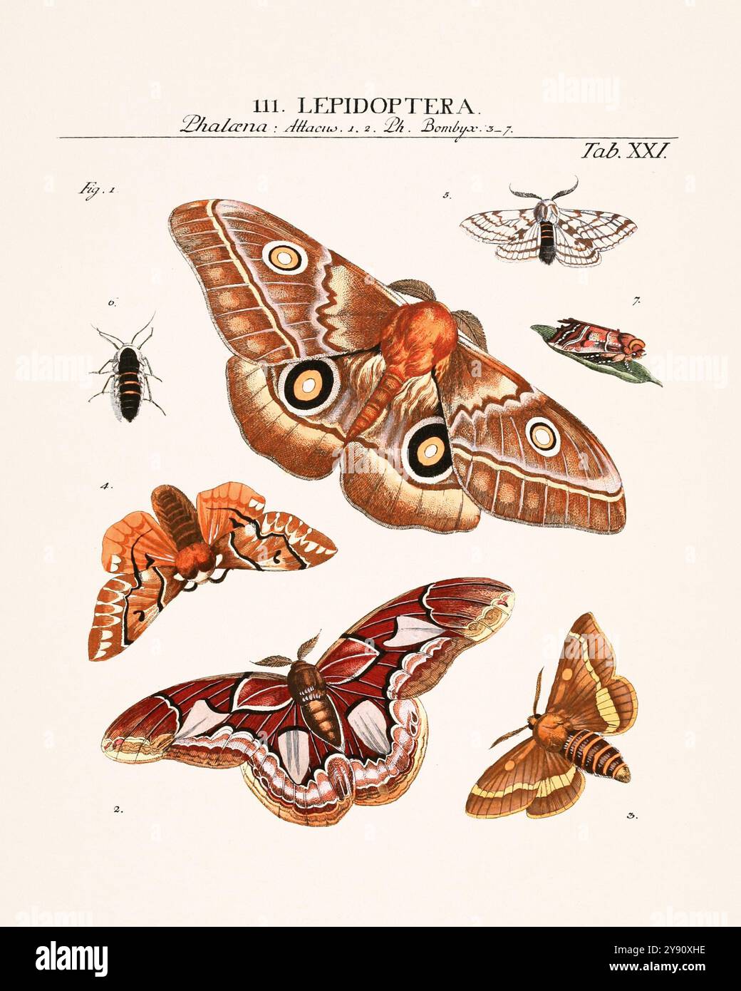 Vintage insect illustration. An entomological drawing from an old book ...