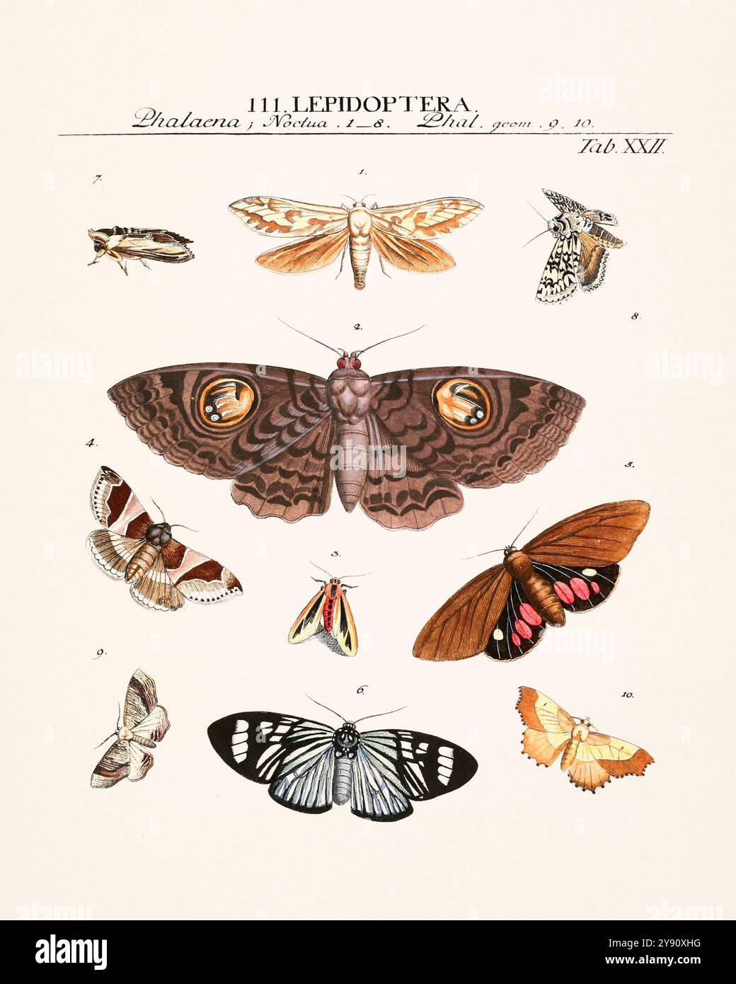 Vintage insect illustration. An entomological drawing from an old book ...