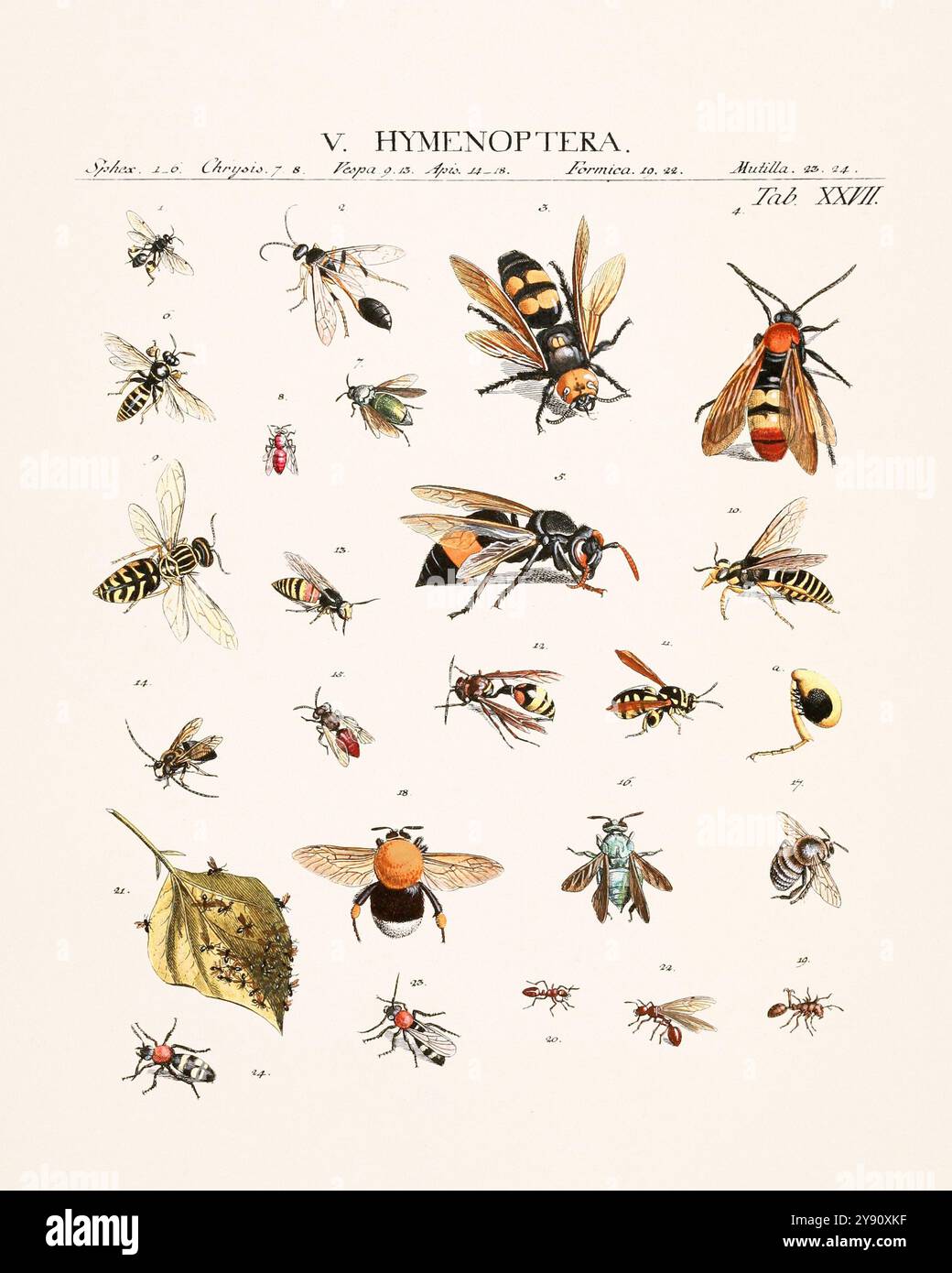 Vintage insect illustration. An entomological drawing from an old book ...