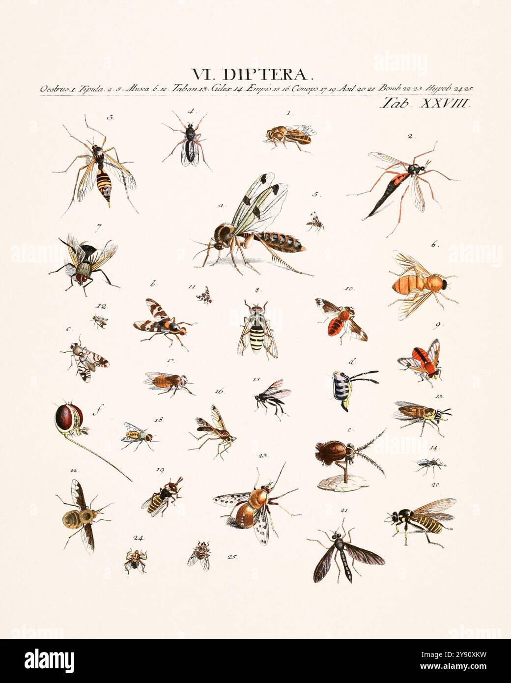 Vintage insect illustration. An entomological drawing from an old book ...