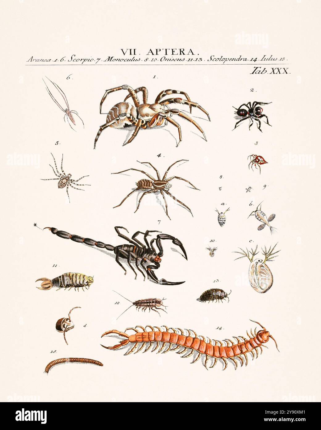 Vintage insect illustration. An entomological drawing from an old book ...