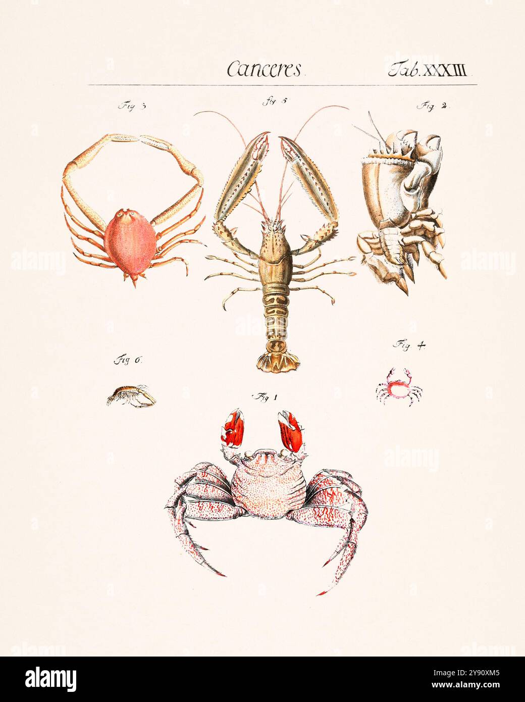 Vintage illustration of marine crabs. An entomological drawing from an ...