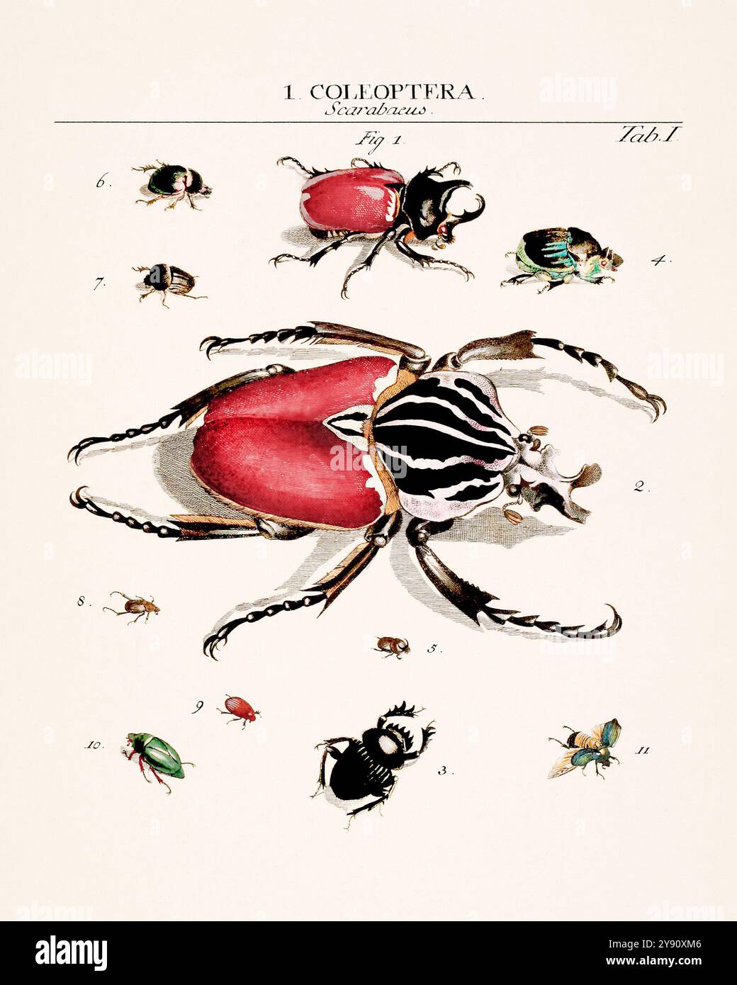 Vintage insect illustration. An entomological drawing from an old book ...