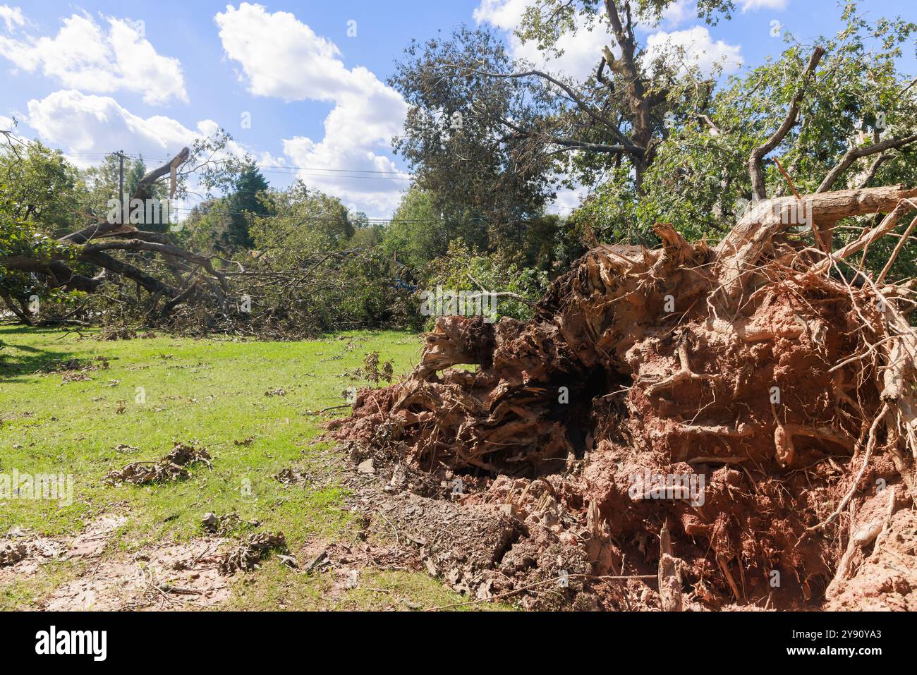 Tree at ground is uprooted when stormy hurricane occurs, causing ...