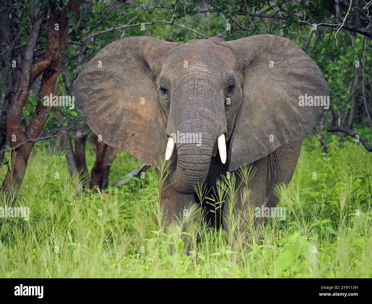 Young African elephant (Loxidonta africana) waves his ears ,tail and ...