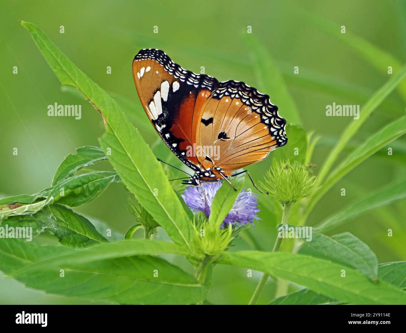 African Monarch Butterfly (Danaus chrysippus) Ruaha National Park ...
