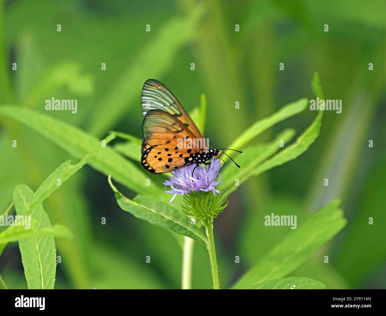 Acraea species butterfly with partial silvery transparent forewings ...