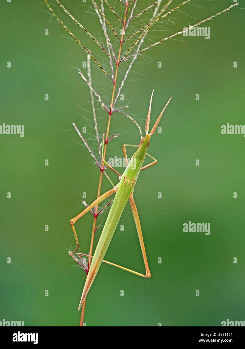 Common Stick Grasshopper (Acrida acuminata) disguised on tall grass ...