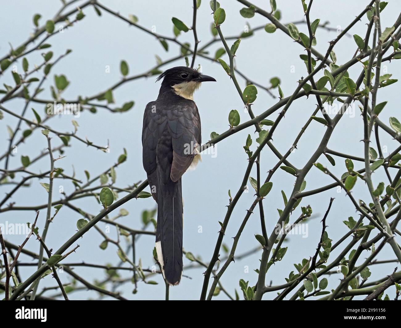 Jacobin Cuckoo aka Black & white Cuckoo/pied crested cuckoo (Clamator ...