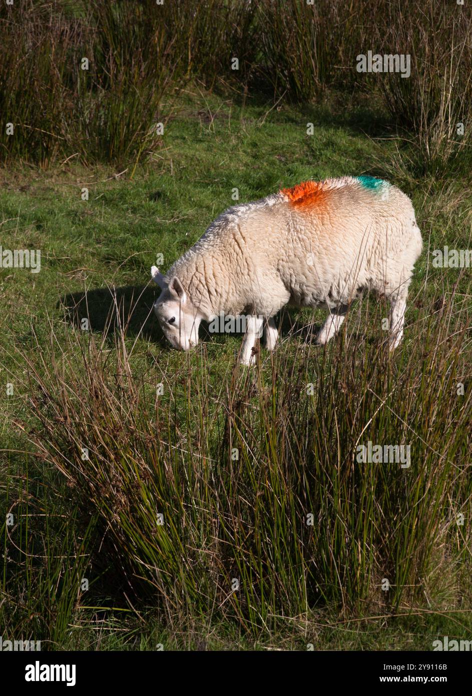 Grazing sheep with orange and green markings like irish flag hi-res stock photography and images ...