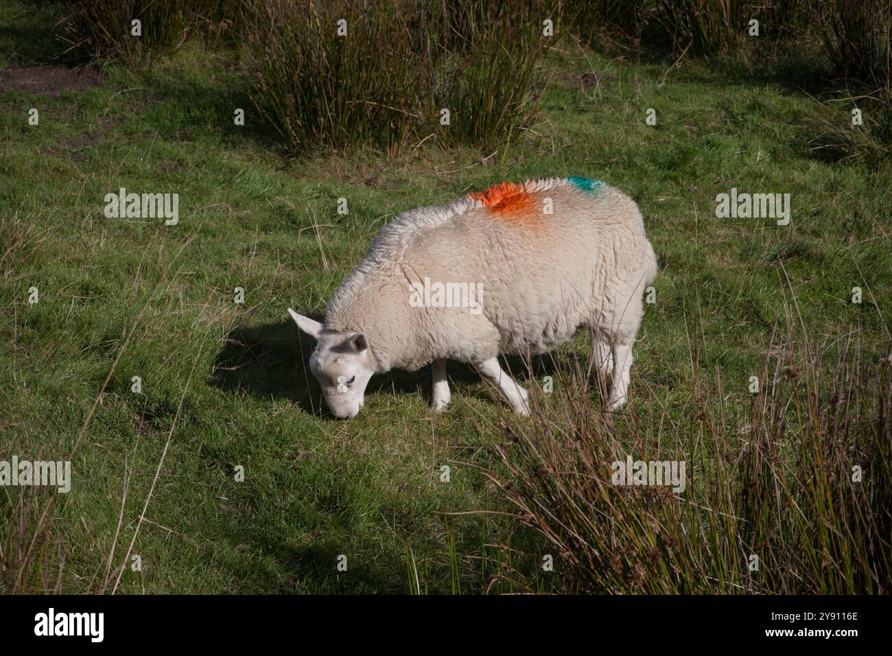 Grazing sheep with orange and green markings like irish flag hi-res ...