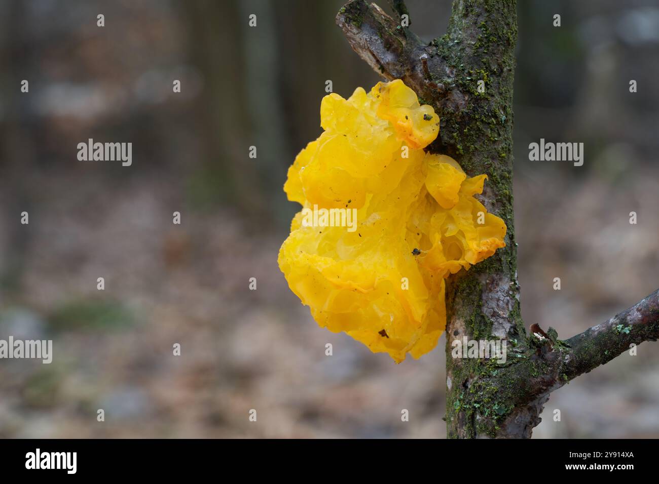 Mushroom bloom hi-res stock photography and images - Alamy
