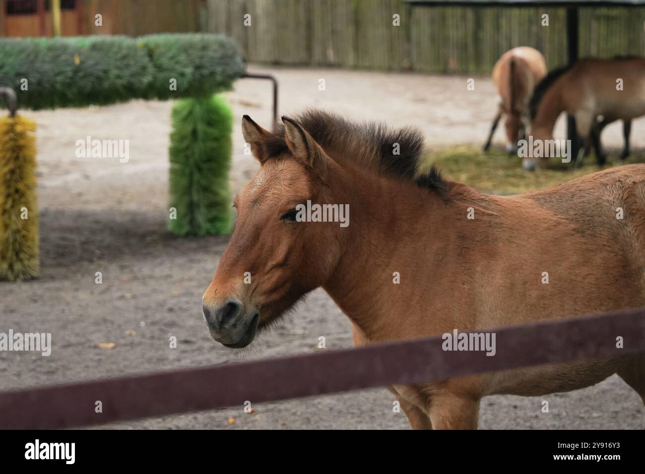 A close-up of a pony in a paddock at a farm in autumn Stock Photo - Alamy