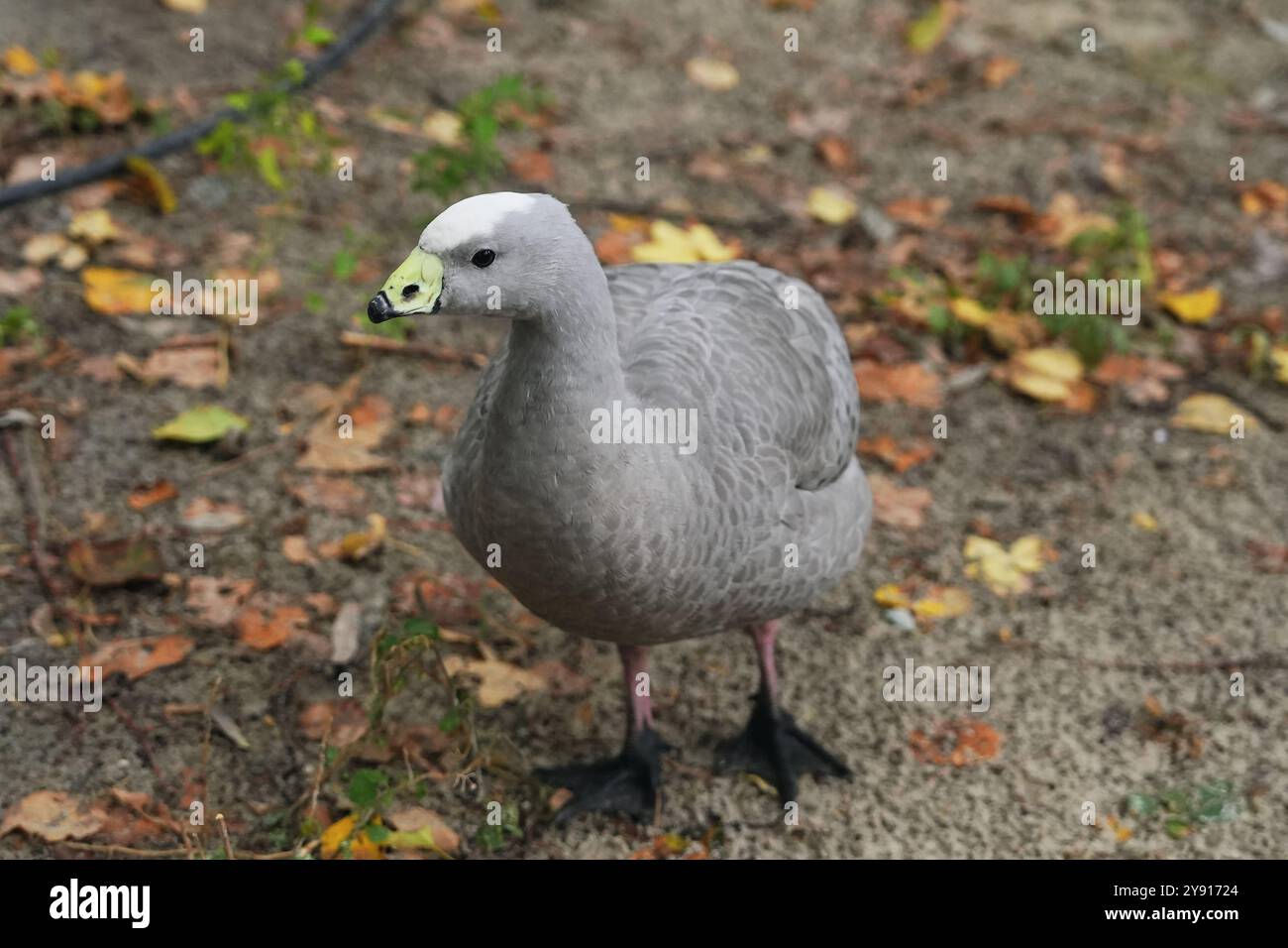 A grey bird with a white head standing on the ground among fallen ...