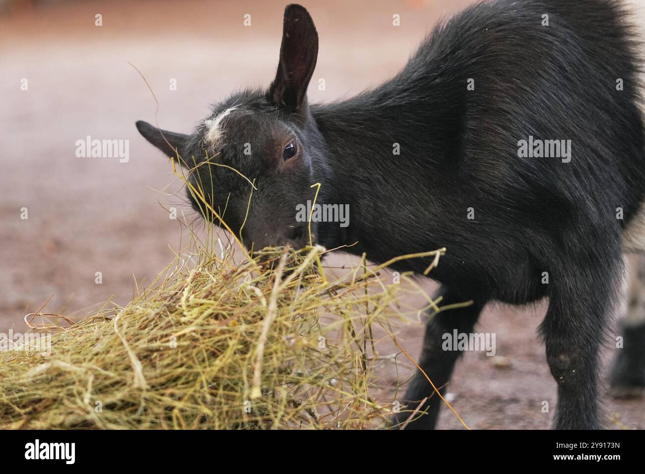 Young black goat eating hay in a barn during daylight hours Stock Photo ...