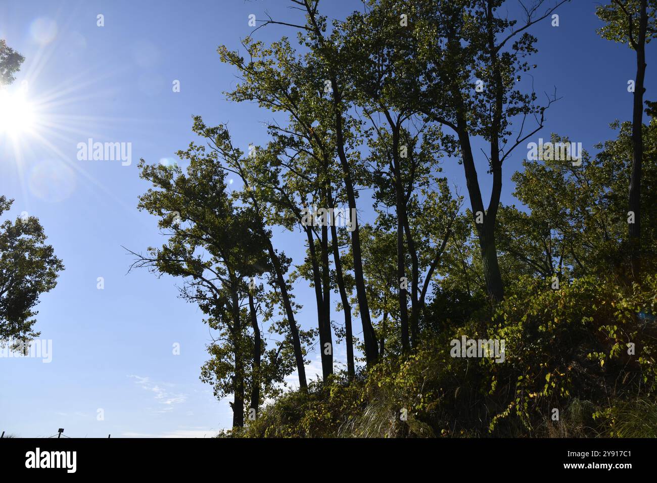 Trees on top of sand dune with sunlight coming through Stock Photo - Alamy