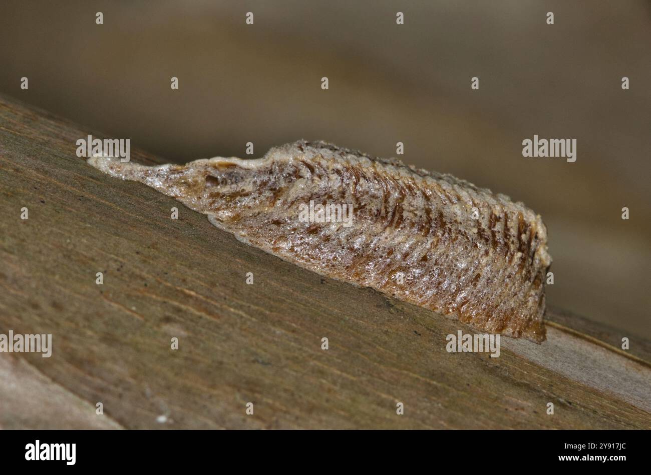 Ootheca mantis on tree hi-res stock photography and images - Alamy