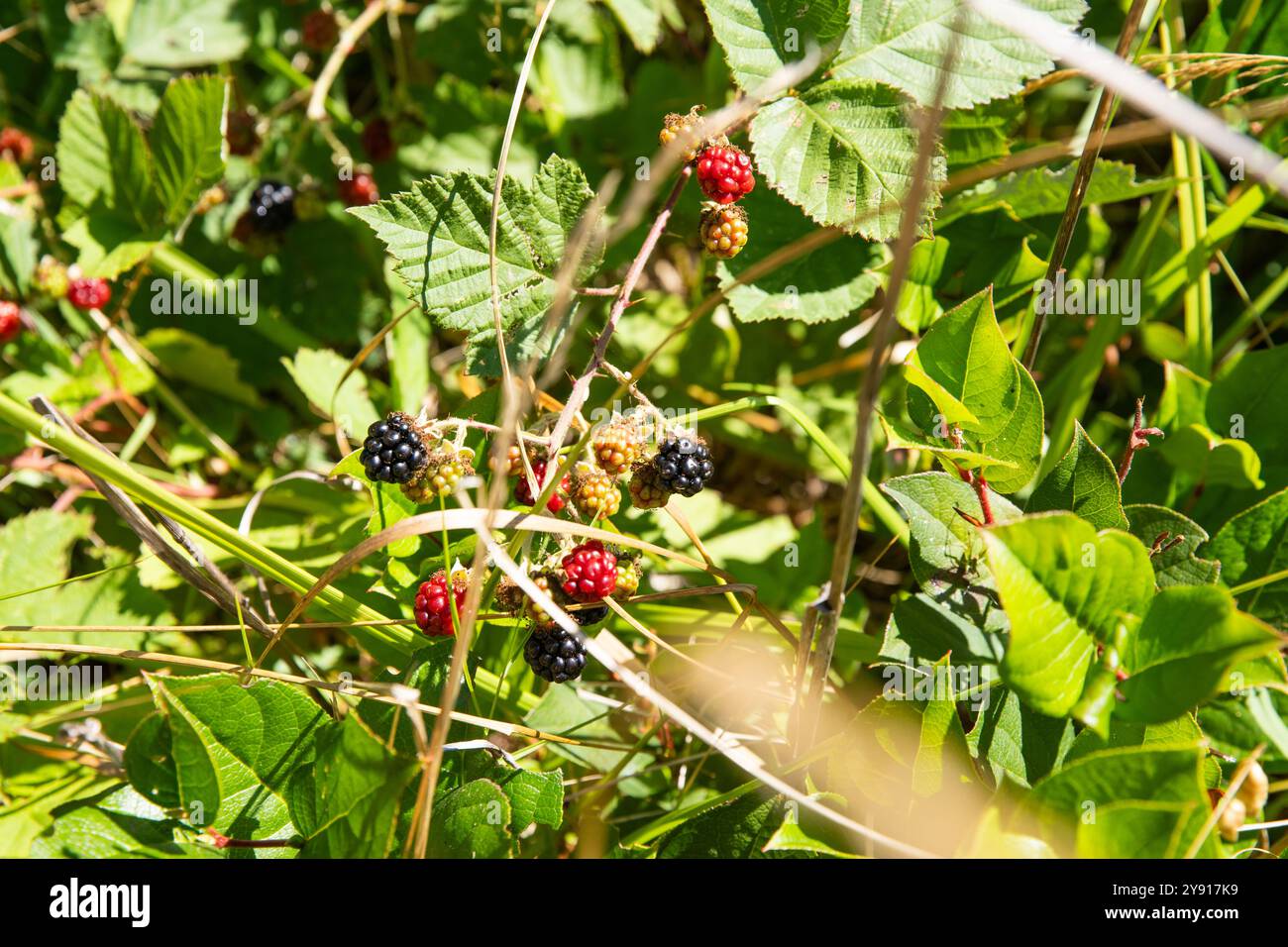 Blackberries on a bush during a sunny summer day at various stages of ...