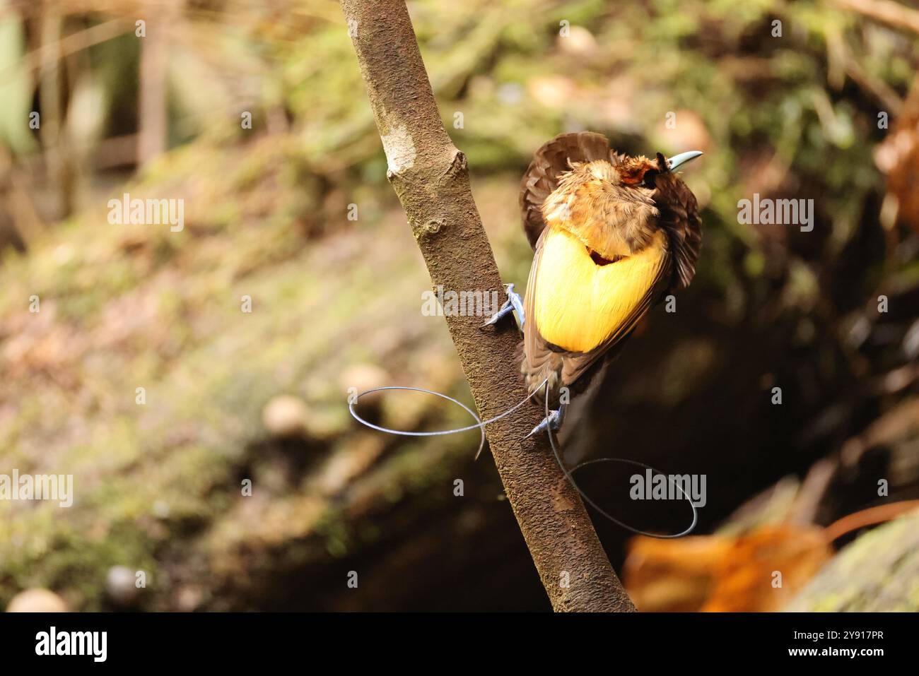 The magnificent bird-of-paradise (Diphyllodes magnificus) is a species ...
