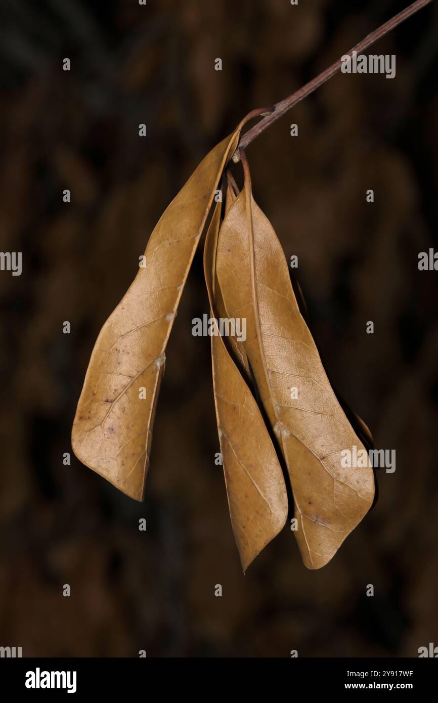 Dead oak tree leaves hanging on a twig fall concept dried leaf foliage ...