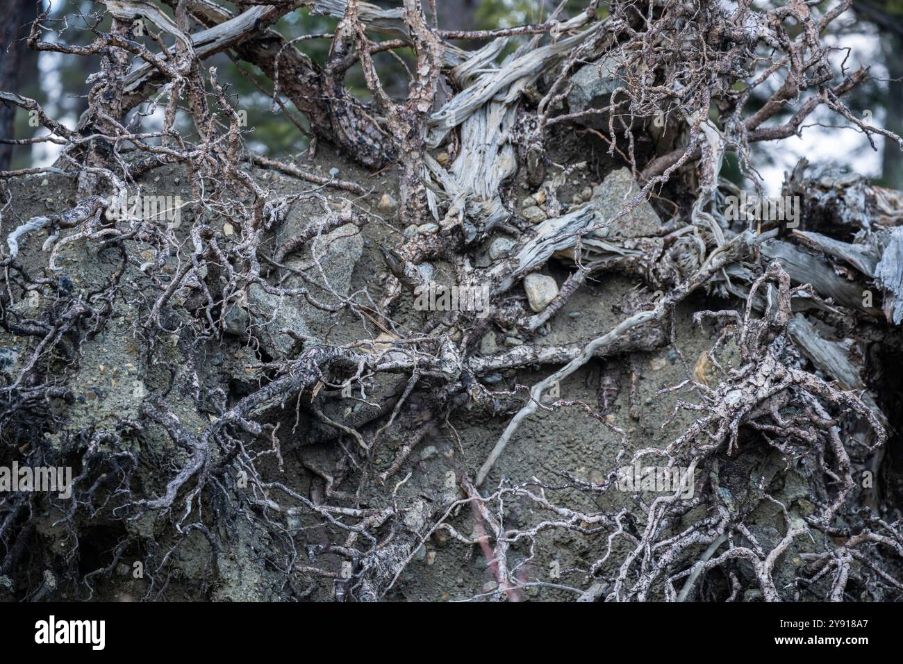 Large uprooted tree exposed hi-res stock photography and images - Alamy