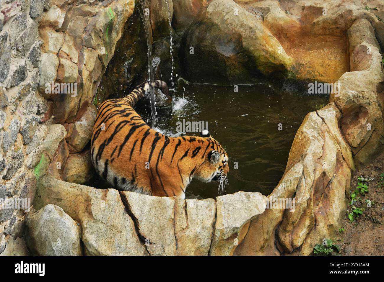 Tiger drinking water from a rocky pool in a wildlife sanctuary Stock ...
