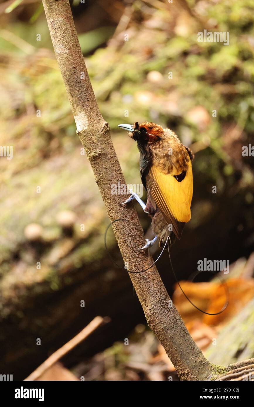 The magnificent bird-of-paradise (Diphyllodes magnificus) is a species ...