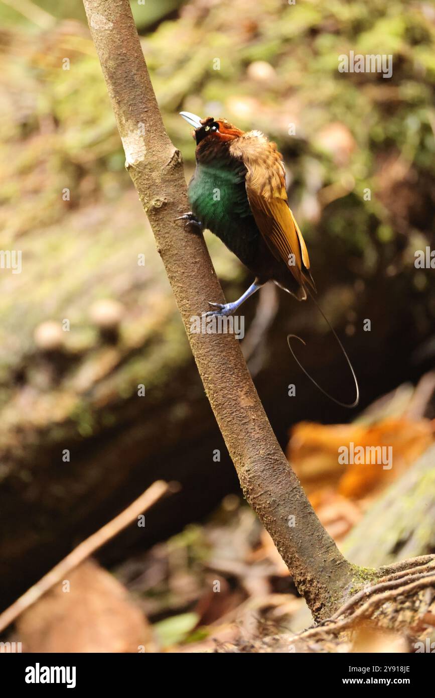 The magnificent bird-of-paradise (Diphyllodes magnificus) is a species ...